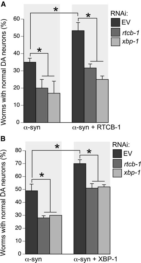 Rtcb 1 Mediates Neuroprotection Via Xbp 1 Mrna Splicing In The Unfolded