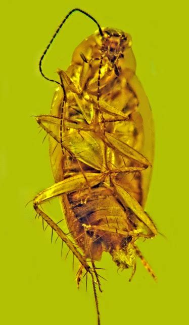 Fossilised Cockroach Sperm Preserved In 30000000 Year Old Amber