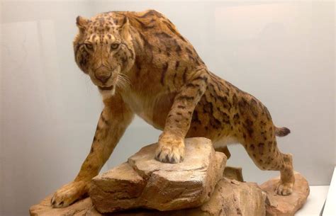 Megantereon Alchetron The Free Social Encyclopedia