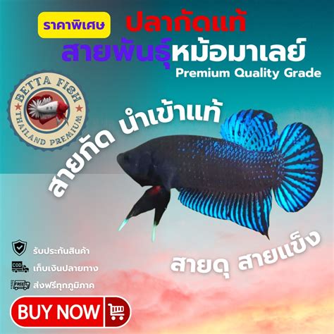Killer Frog กบนักฆ่า Added A New Photo Killer Frog กบนักฆ่า