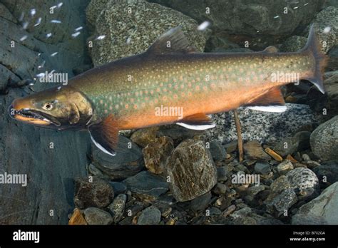 Dolly Varden Salvelinus Malma In Spawning Coloration Trout Juneau