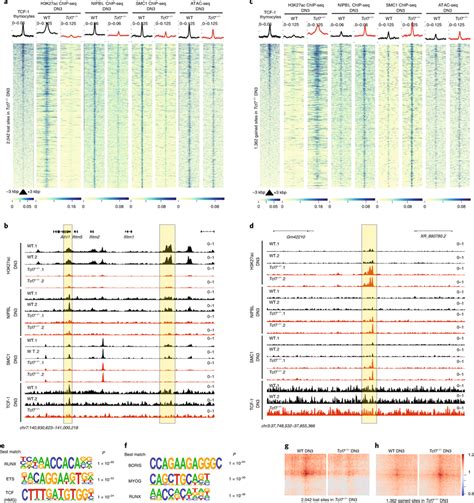 Tcf 1 Promotes Nipbl Recruitment To Active Enhancers To Reconstruct Download Scientific Diagram