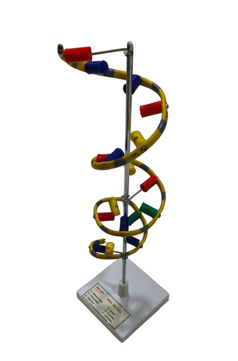 Plastic Dna Stand 3d Model At ₹ 560 In Ambala Id 2857228438062