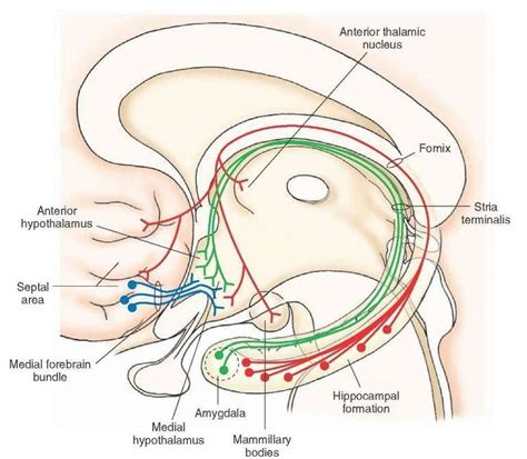 Medial Forebrain Bundle Alchetron The Free Social Encyclopedia