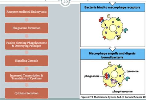 Lecture 2 Innate Immunity Part 1 Flashcards Quizlet