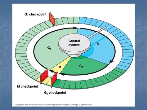 the cell cycle biology ch 10 1 and ppt download