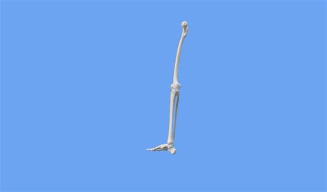 3d File Skeleton Of Right Lower Limb 3d Segmented Model 💀 ・3d Printing