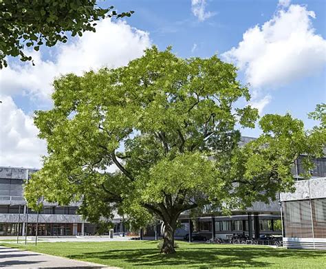 Japanese Pagoda Tree Styphnolobium Japonicum Syn Sophora Japonica