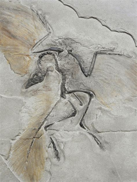 What Is Archaeopteryx What Is Its Significance In Evolution