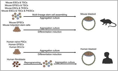 Recent Advances In Stem Cell Based Blastocyst Models Pmc