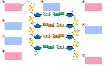 Dna Replication Diagram Mastering Biology