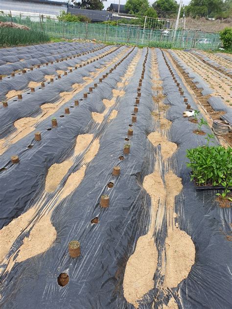 주말농장 우리밭풍경 자연먹거리 직접농사 텃밭가꾸기 Band
