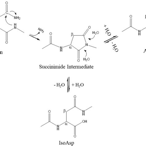 Deamidation Of Asparaginyl Asn And Isomerization Of Aspartyl Asp Download Scientific