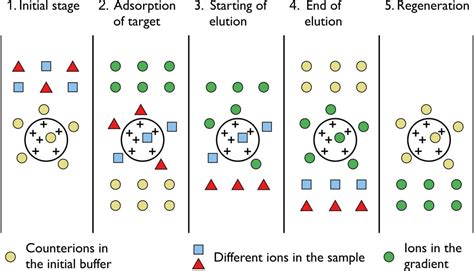 14 Types Of Chromatography Definition Principle Steps Uses