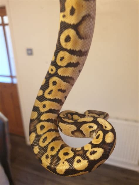 Advice Of Identifying Morph Ball Pythons Morphmarket Reptile Community