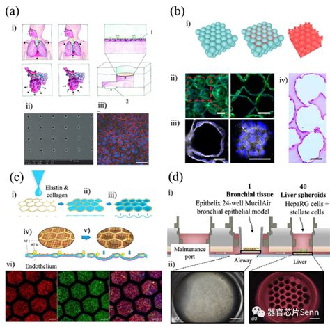 【器官芯片】模拟呼吸系统疾病的肺芯片研究最新进展 知乎