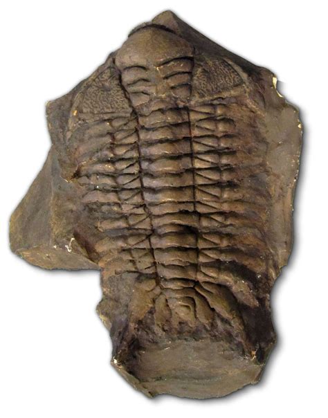 Scotlands Fossils Scottish Geology Trust