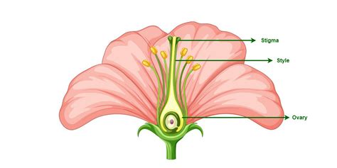Ovary Plant