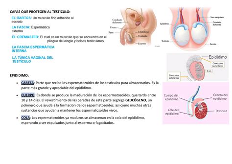 Aparato Reproductor Masculino Final Hombre Semen Testculo