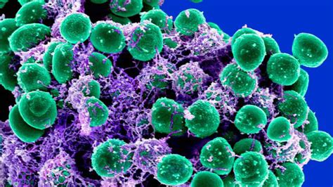 Gain Of Function Research Advances Knowledge And Saves Lives Stat