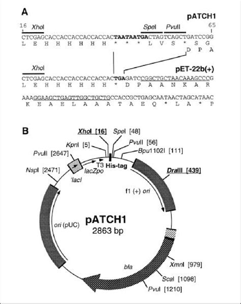 Structural Features Of The Patch1 Plasmid A Relevant Nucleotide And