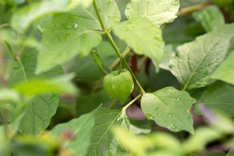 Japanese Lantern Plant