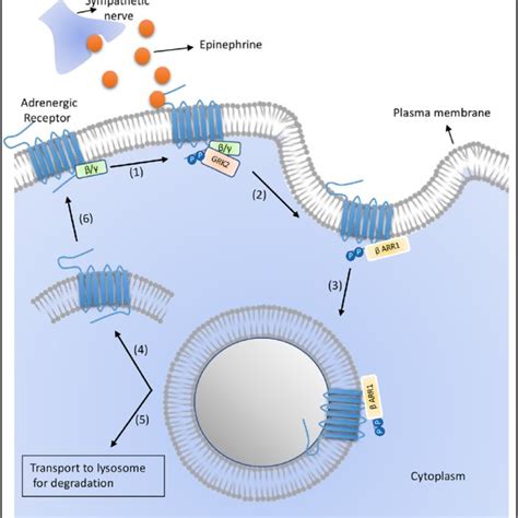 Canonical Pathways Induced By Adrenergic Receptor Signalling The