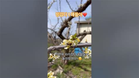 돌아온꿀벌 Shorts 복사자 은주네농원 의성군 Youtube
