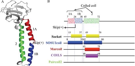 Figure 4 From A High Performance Prediction System Of Coiled Coil