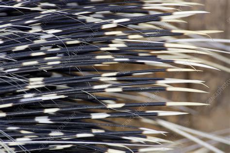 North African Crested Porcupine Quills Stock Image Z9180407