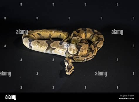 Royal Or Ball Python Snake Isolated On Black Background Stock Photo Alamy