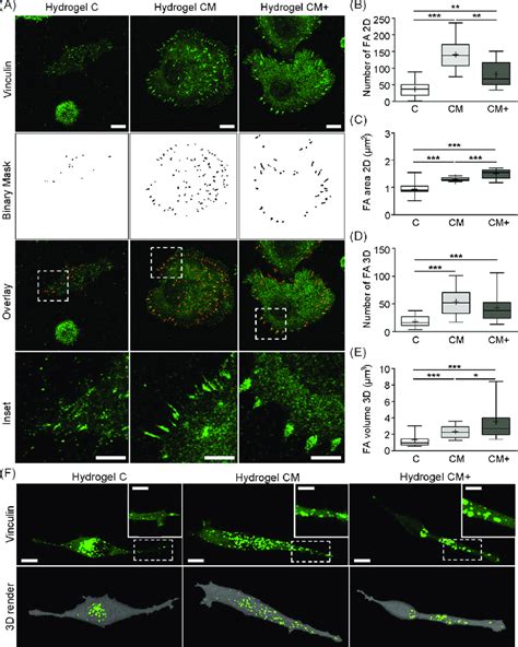 Quantification Of Focal Adhesions A Representative Images Of Download Scientific Diagram