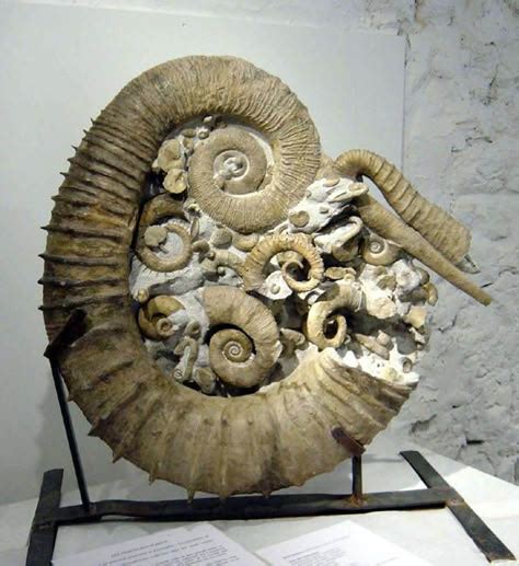 A Triassic Cuddle Set In Stone Fossil Prehistoric Paleo Art