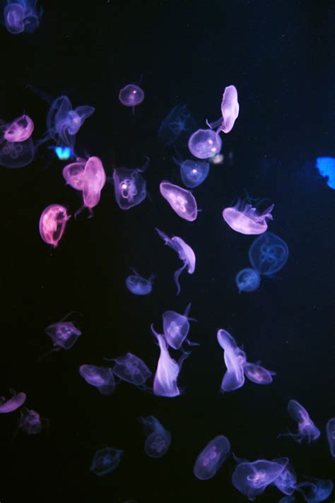 Kostenlose Foto Lila Blütenblatt Biologie Hafen Qualle Koralle Wirbellos Riff Cnidaria