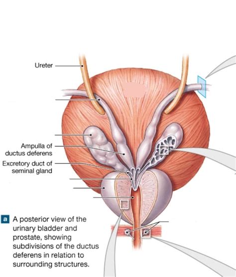 Posterior View Of Prostate And Urinary Bladder Diagram Quizlet