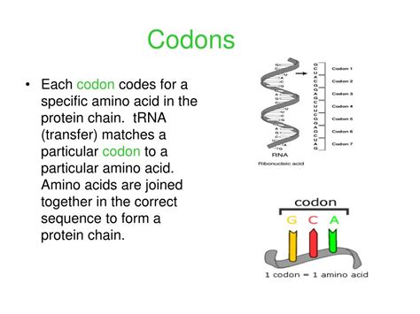 Ppt Dna Transcription And Translation Powerpoint Presentation Free Download Id 3147989