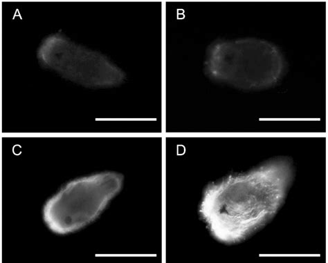 Lectin Fitc Labelling Of The F Hepatica Miracidia Cona A And Lca