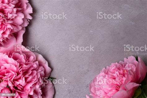 아름 다운 신선한 모란 나무 표면에 회색 바탕에 분홍색 모란 꽃 프레임 결혼식에 대한 스톡 사진 및 기타 이미지 결혼식 공란 기념일 Istock