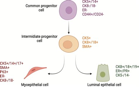 Schematic Presentation Of The Basic Mammary Stem Cells Hierarchy