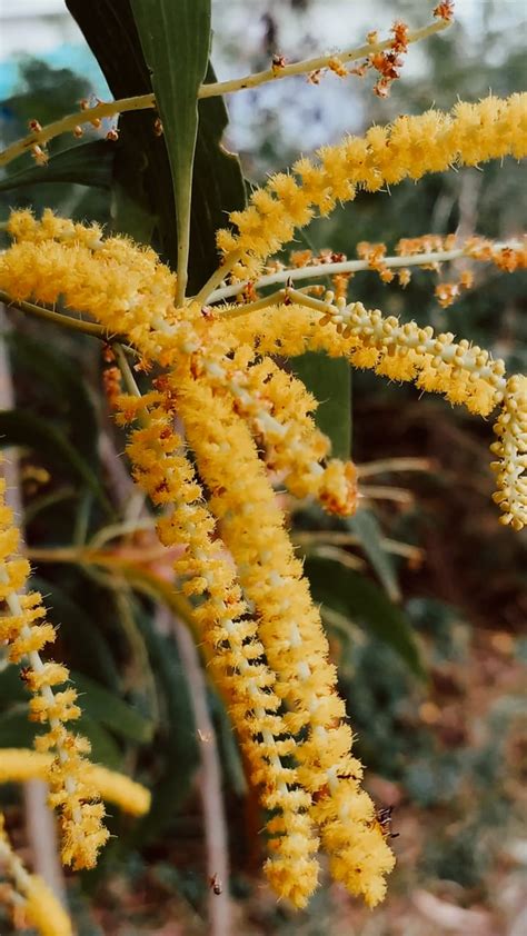 Macro Grass Garden Landscape Free Stock Video Pixabay