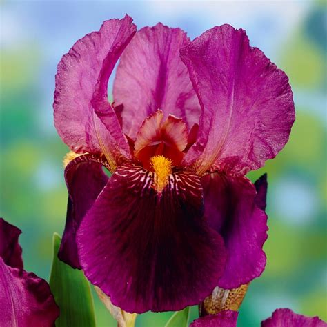 Iris Trädgård Senlac 1st Iris Vårplantering