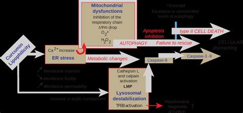 Schematic Representation Of The Various Events Involved In Download Scientific Diagram
