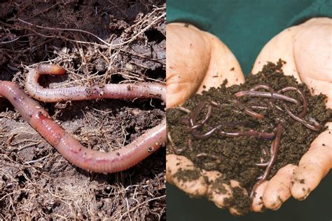 How Many Worms Are In The World Online Field Guide