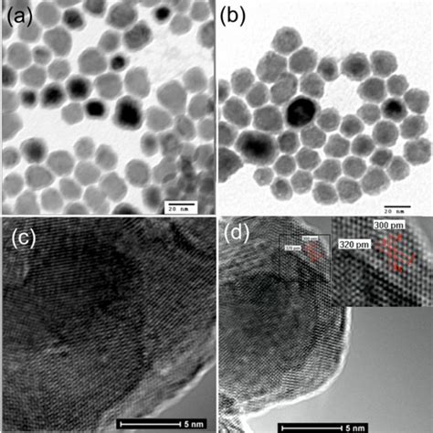 Tem Of The Coreshell Fefe 3 O 4 Nanoparticles A Freshly Download Scientific Diagram