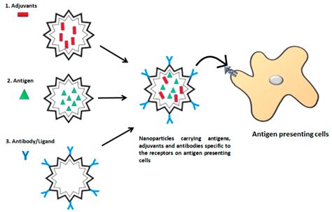 Illustration Of Nanoparticle Based Antigen Targeting Various Download Scientific Diagram