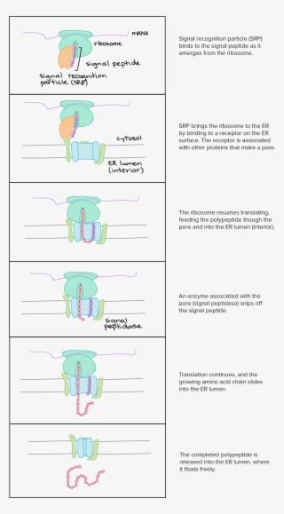 Signal Recognition Particle Binds To The Signal Peptide Transparent PNG X Free