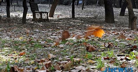 가을 바람에 날리는 낙엽