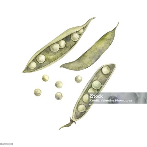 완두콩의 수채화 그림 분리 흰색 배경에 손으로 그린 손으로 그린 식물 그림은 고립된 배경에 있습니다 그것은 엽서 벽지 직물을 위한 인쇄 디자인에서 사용될 수 있습니다 건강한