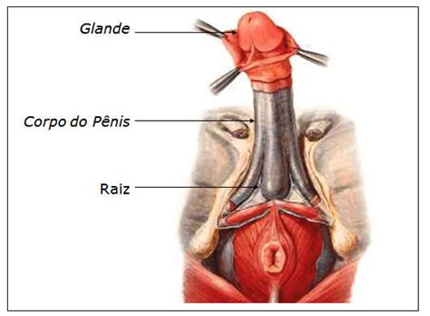 Pene Sistemas Aula De Anatomia