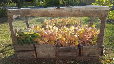 Red Oak Quercus Rubra Trees For Basic Needs